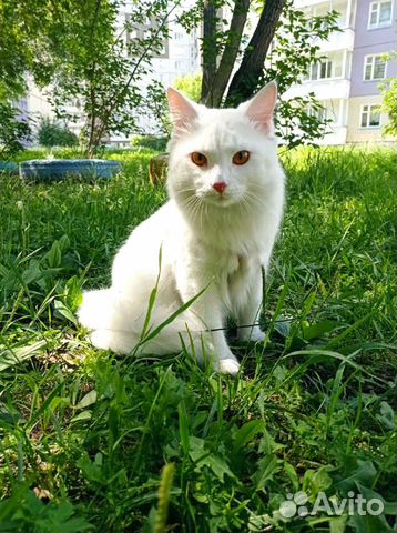 Молодой котик ищет Добрую семью
