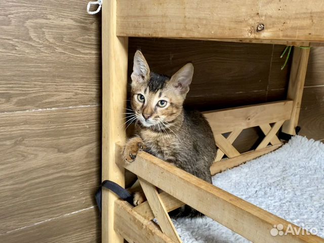 Чаузи шикарные котята