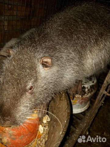 Продаю нутрий