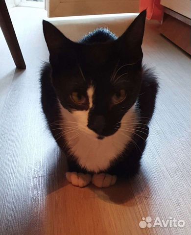Кошечка, которую не берут. Пуняша