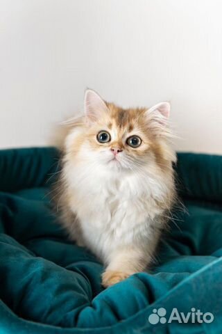 Британская золотая шиншилла, папа ay 12