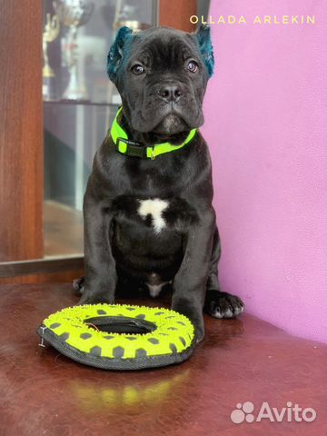 Кане Корсо мальчик