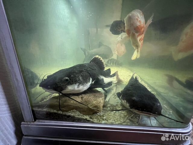 Краснохвостый сом