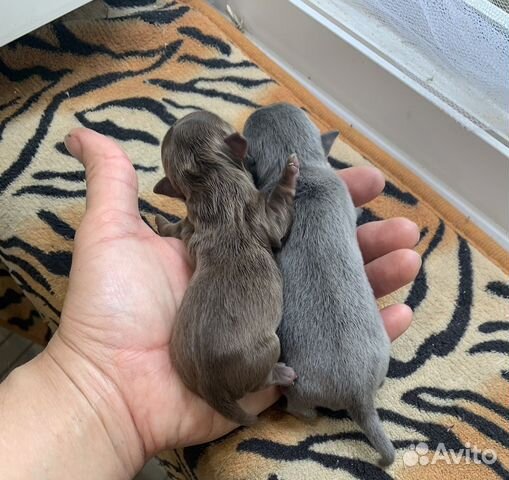 Чихуахуа цветная коллекция