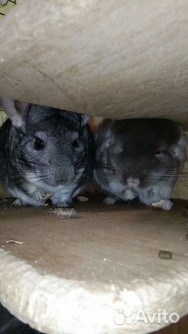 Шиншиллы семья