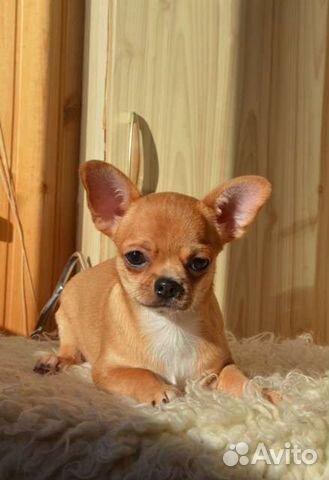 Щенки чихуахуа