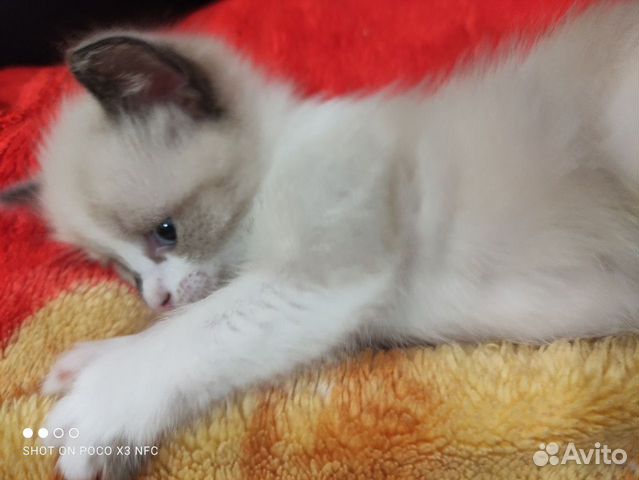 Сиамкие (сноу-шу) котята
