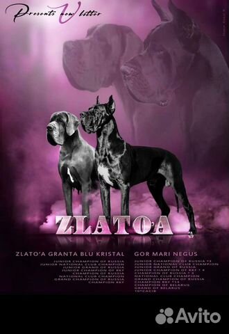 Щенки немецкого дога