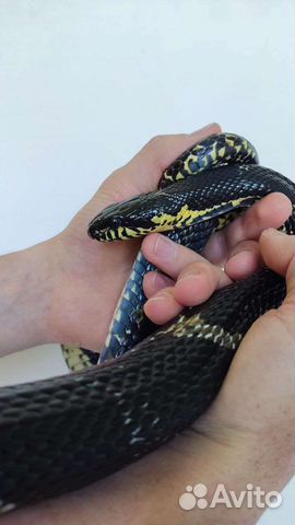 Амурский полоз