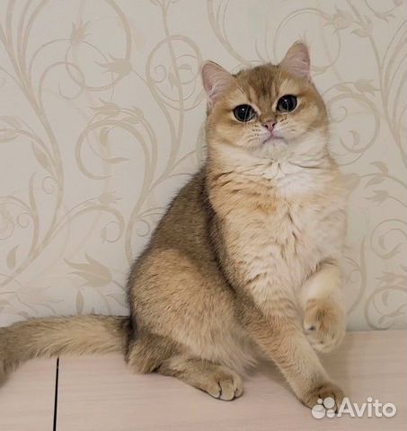 Британская кошка