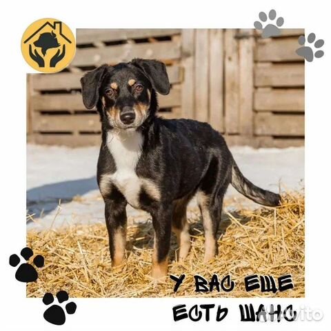 Щенок в добрые руки