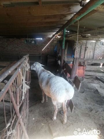 Овцы бараны