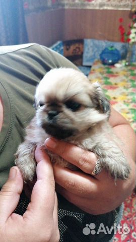 Щенки пекинеса