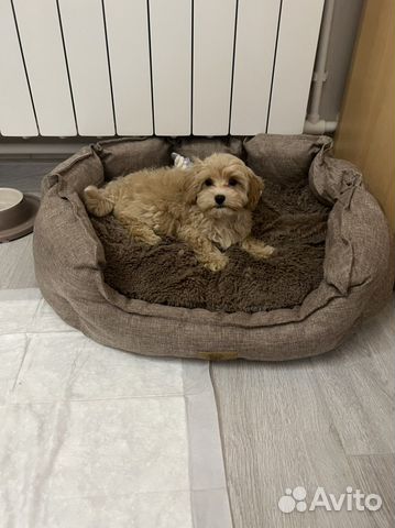 Мальтипу ф1 мини мальчик карамель меллер