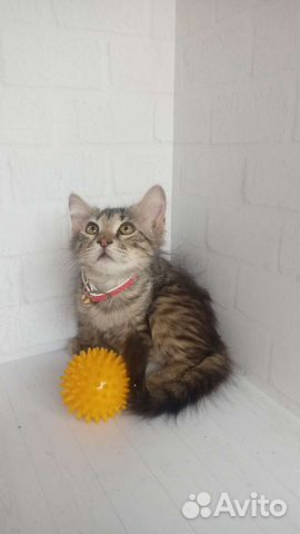 Малышка ищет дом и любящую семью