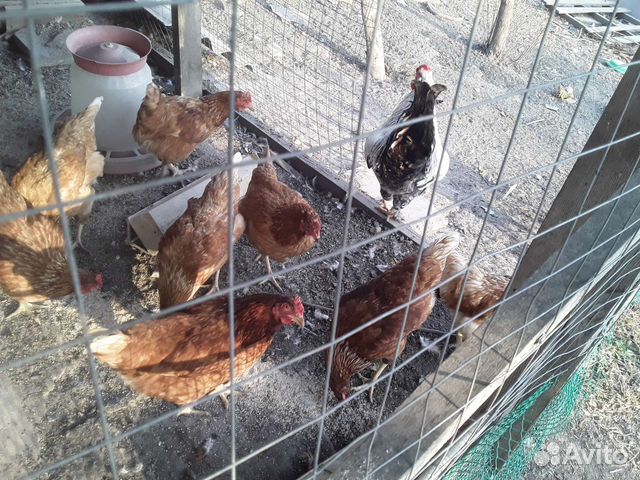 Куры несушки молодые 8мес