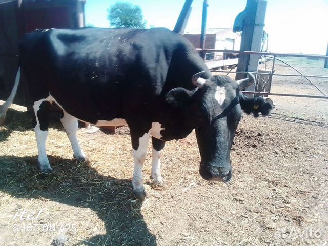 Телки с откорма,цена договорная