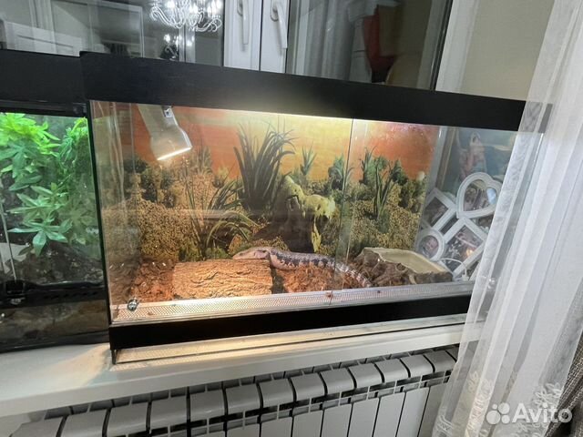 Сцинк с террариумом