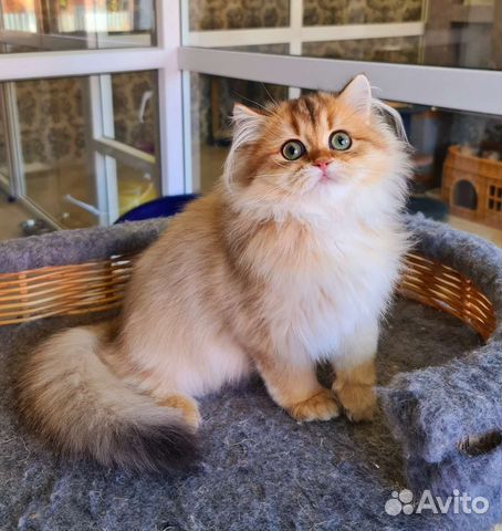 Британская кошка