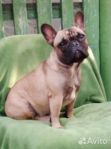 Французский бульдог