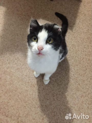 Кошечка без ушек