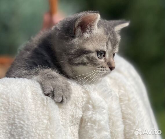 Котенок британец