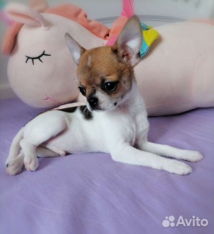 Он необыкновенный