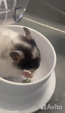 Хомяк с клеткой