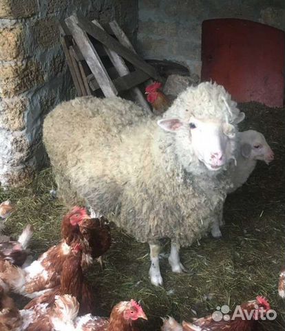 Барашка, ягнёнок