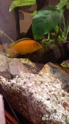 Рыба лабидохромис yellow