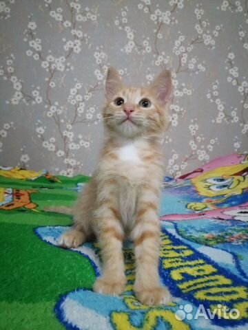 Рыжий котенок в добрые руки