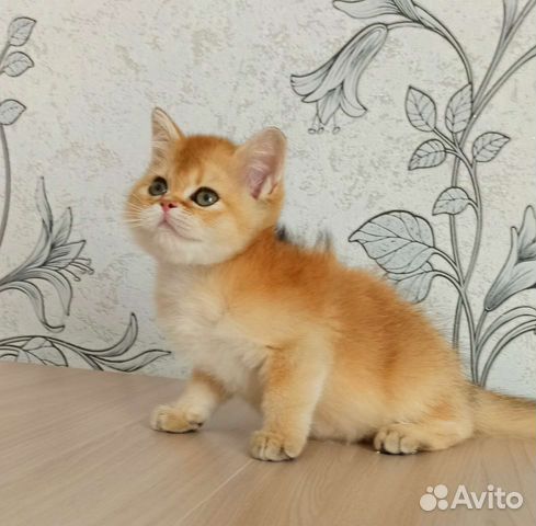 Мальчик золотая шиншилла