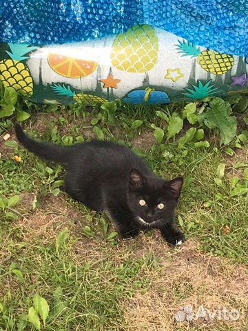 Котёнок Гриша, 2 месяца