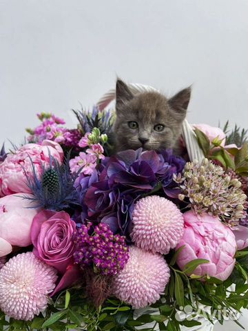 Котенок в добрые руки