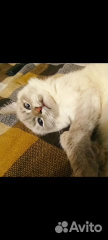 Кот Морган ждет семью