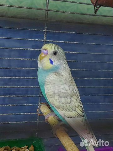 Птенцы волнистых попугаев самцы 1.5 месяца
