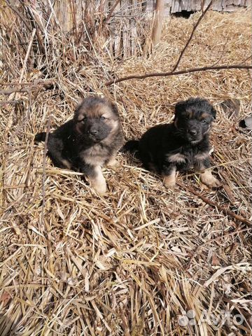 Щенки 1, 5 месяца