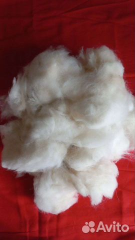 Шерсть самоеда