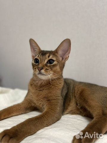 Абиссинская