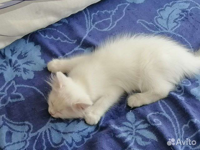 Кошки в добрые руки бесплатно