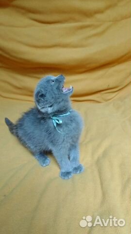 Британские котята