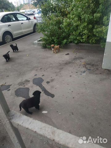 Щенки потеряшки