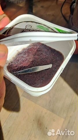 Трубочник живой