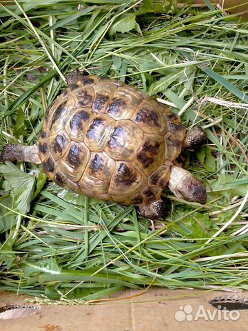 Черепаха сухопутная