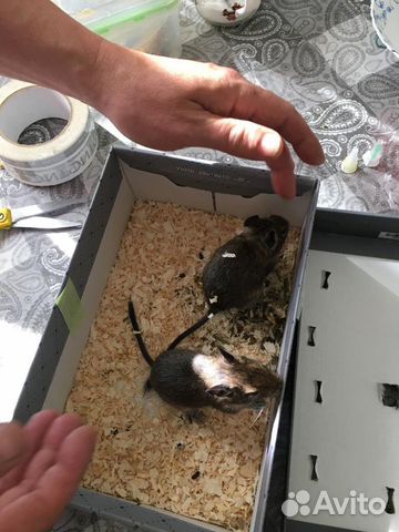 Чилийские бельчата Дегу 20 дней