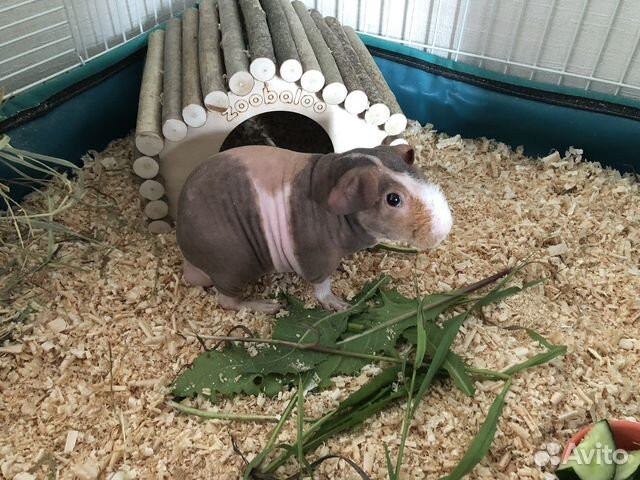 Морская свинка скинни