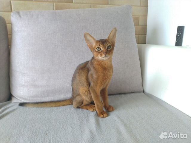 Абиссинская кошечка, 4,5 мес