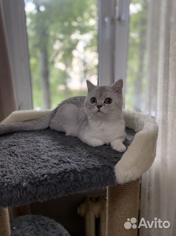 Британская серебристая шиншилла