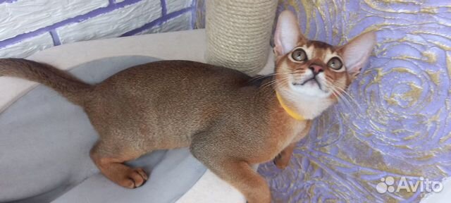 Абиссинский кот