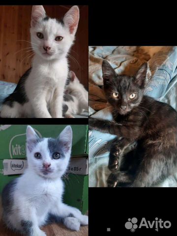 Котята